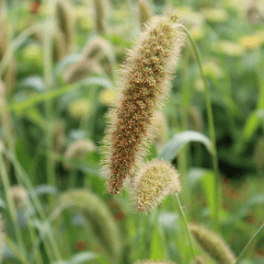 Setaria - Econseeds